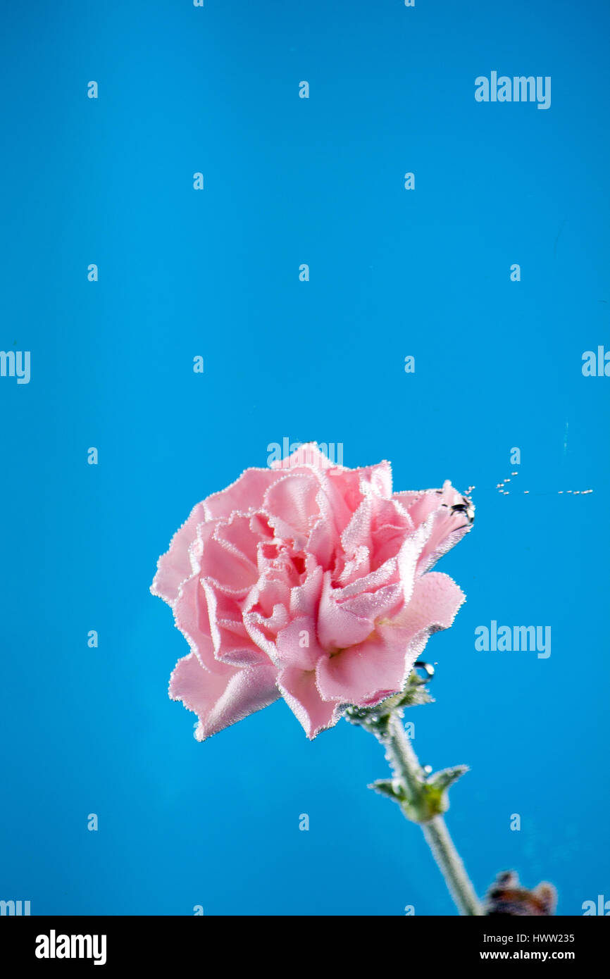 Red carnation flowers on a blue sky background for cards and letters ...