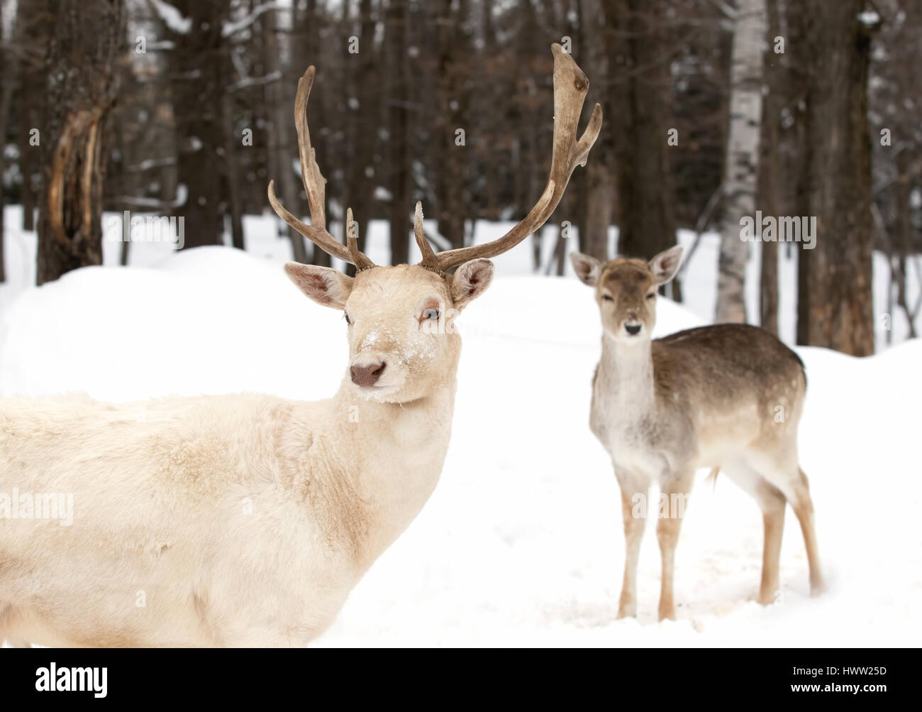 Fallow deer in winter snow in Canada Stock Photo - Alamy