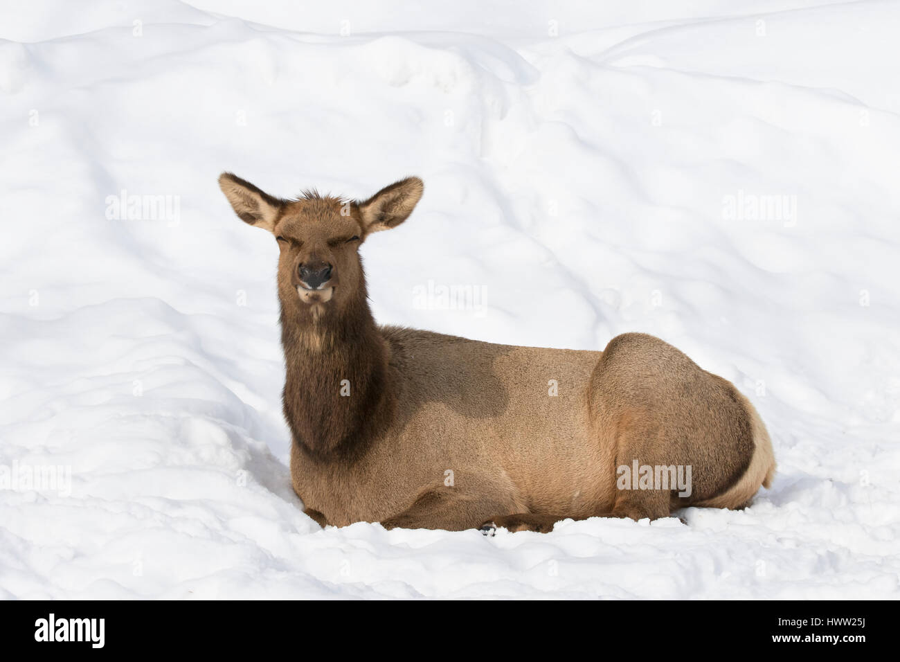 Female caribou hi-res stock photography and images - Alamy