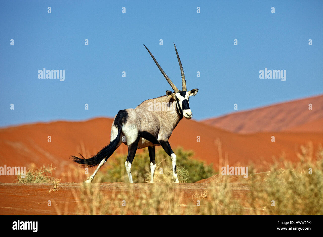 Namibia, Gemsbok in typical desert habitat Stock Photo - Alamy
