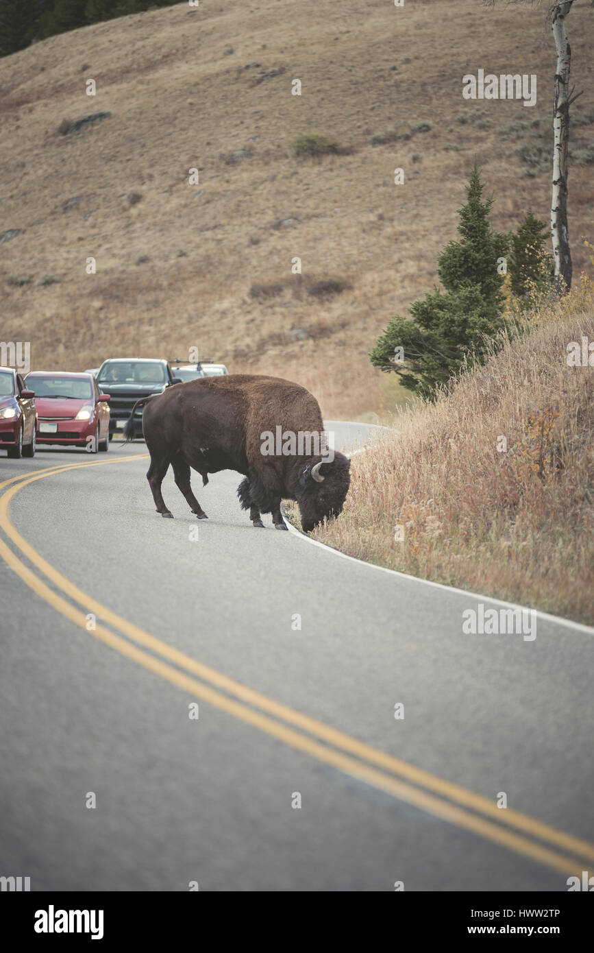 USA, Yellowstone National Park, Bison crossing road Stock Photo - Alamy