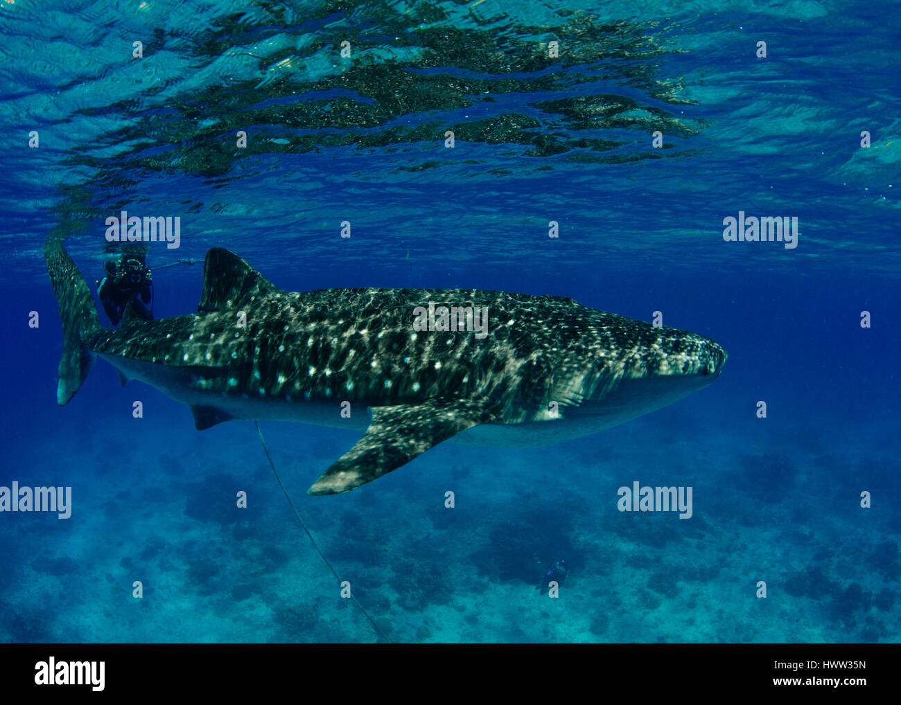 Philippines, Donsol, whale shark Stock Photo - Alamy