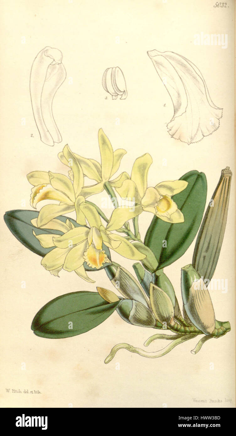 Cattleya luteola is a small orchid species native to South America ...