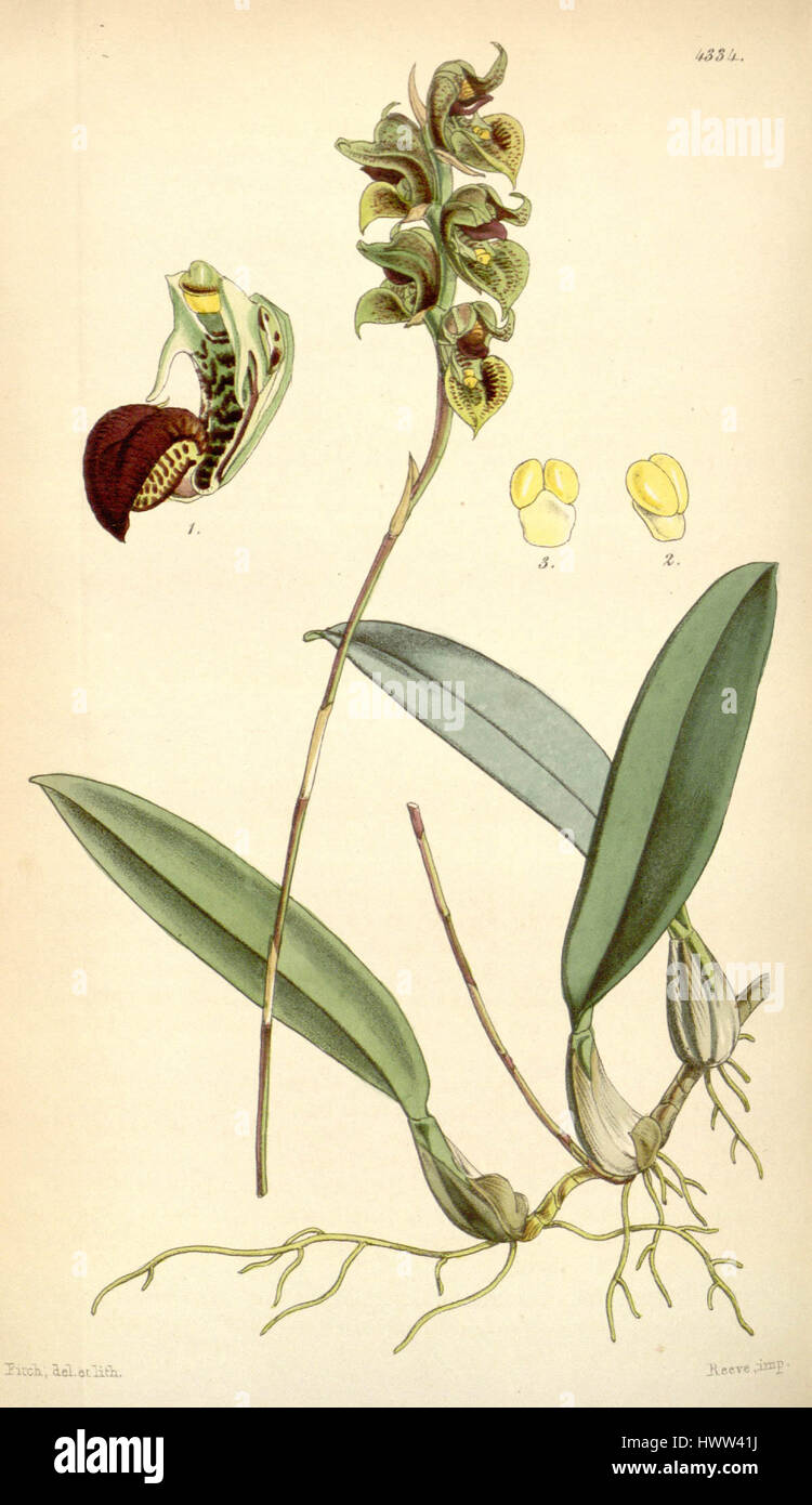 Bulbophyllum malachadenia, previously known as Malachadenia clavata, is ...