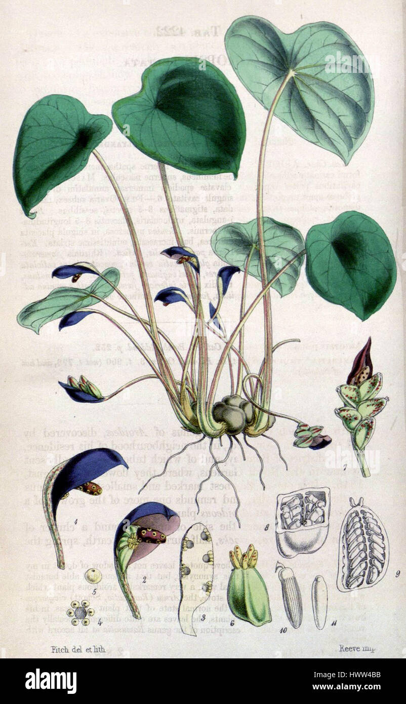 Ariopsis peltata is a species of aquatic plant in the Araceae family ...