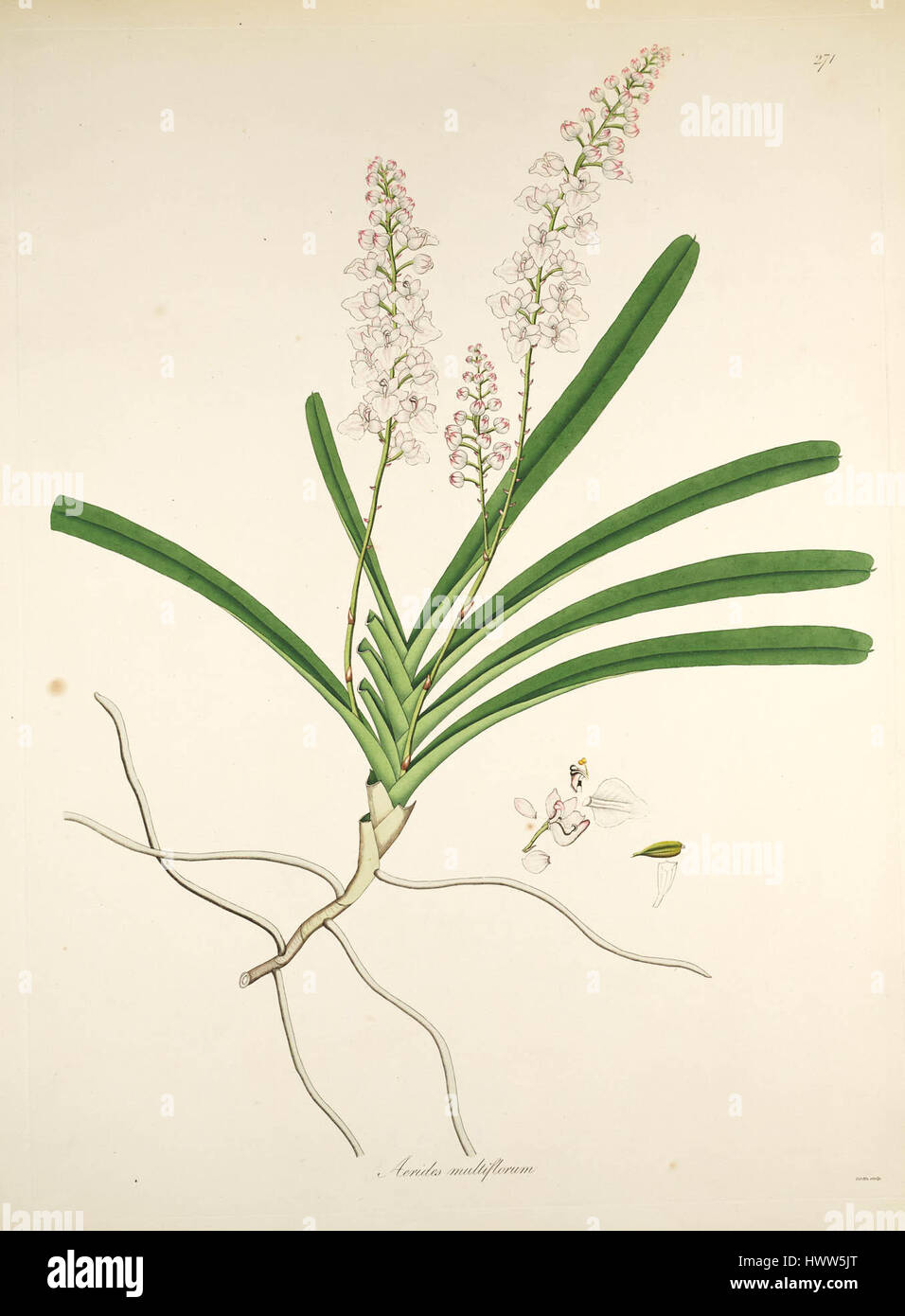 Aerides multiflorum is an orchid species known for its unique flowers ...