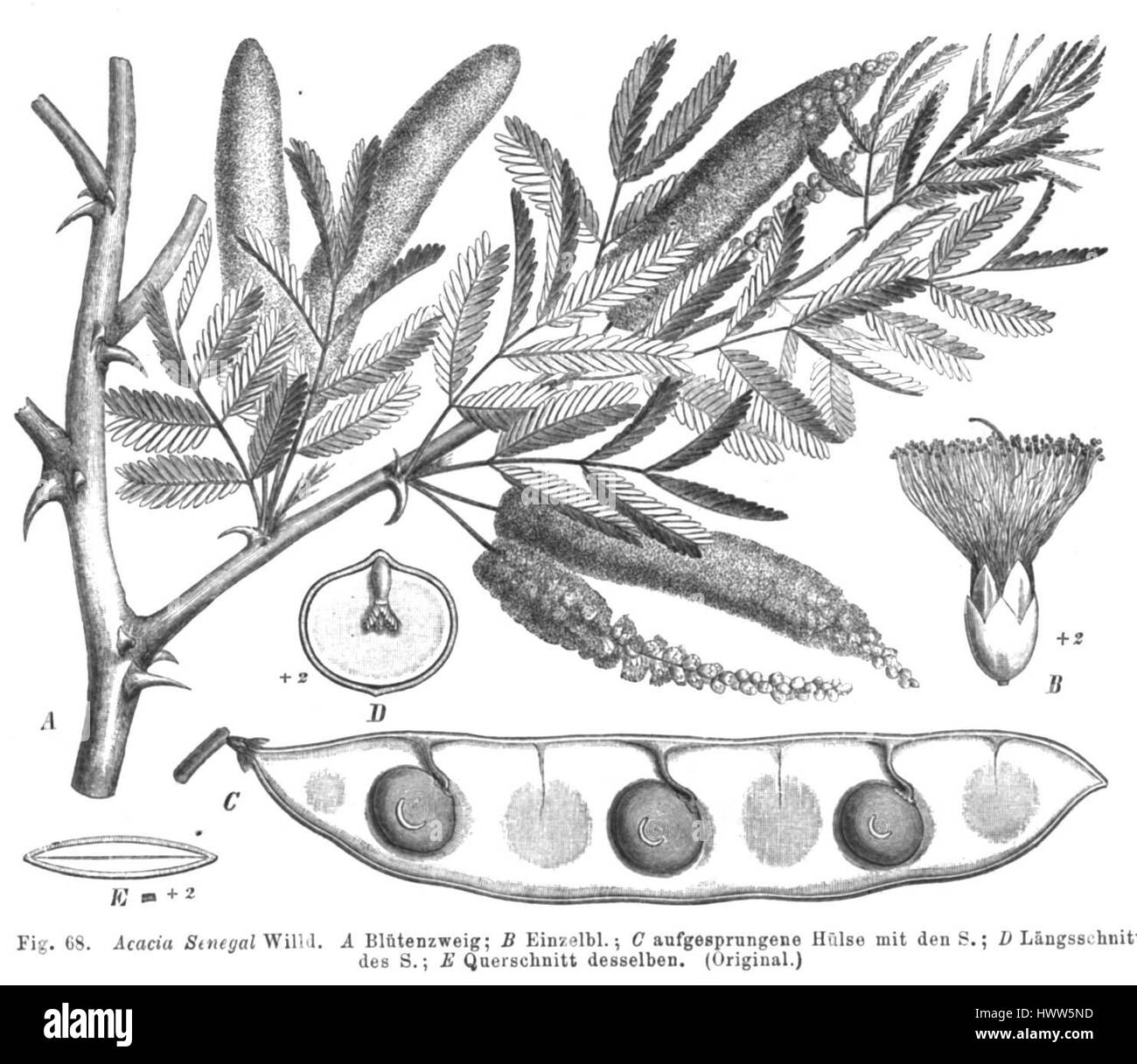 Parts of a tree Black and White Stock Photos & Images - Alamy