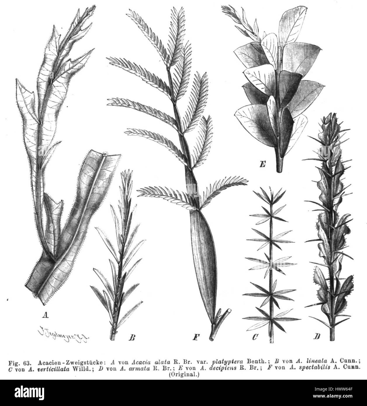 'Acacia Branches' by Taub63 is a study in botanical illustration ...