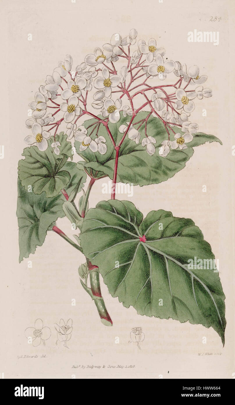 Begonia capensis, commonly known as Cape Begonia, is a species of ...