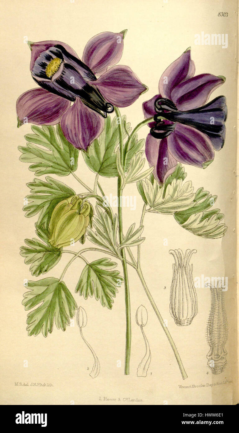 Aquilegia alpina, also known as the Alpine columbine, is depicted in ...