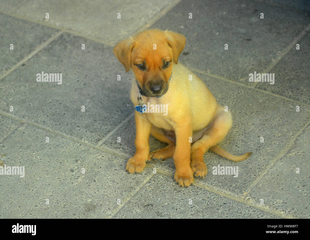 Aruba cunucu dog hi-res stock photography and images - Alamy