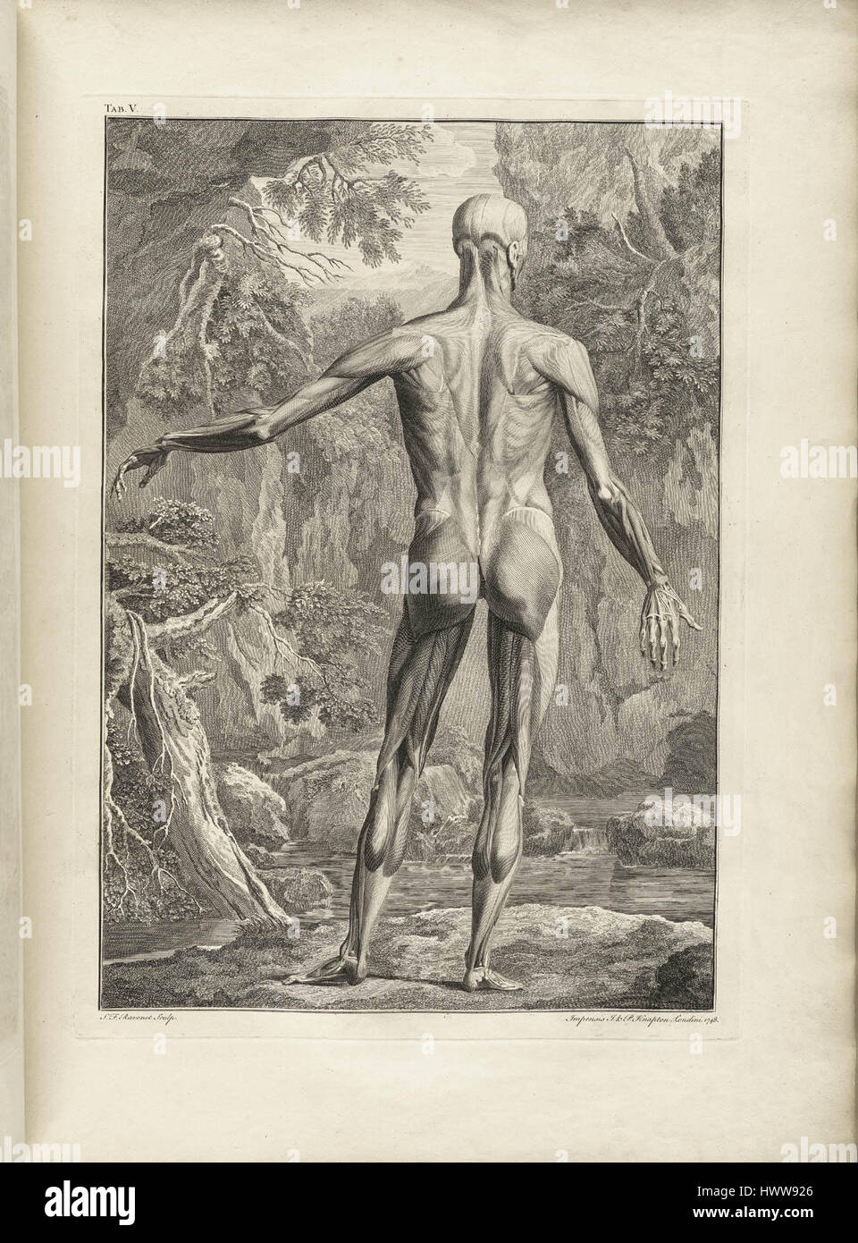 'Albinus t05' refers to a specific plate from 'Anatomia', a landmark ...
