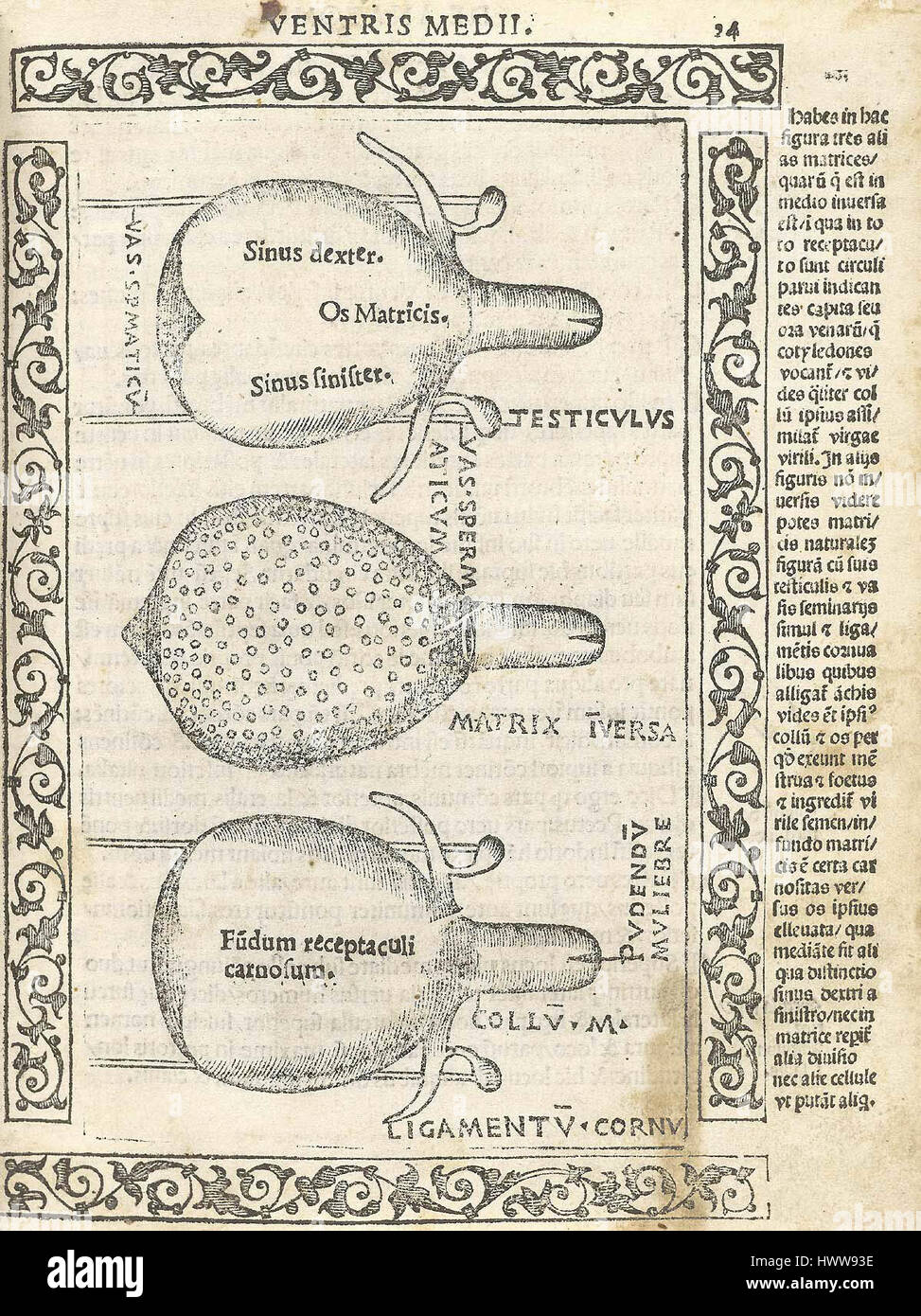 Berengario p24r is a medieval manuscript, potentially created during ...