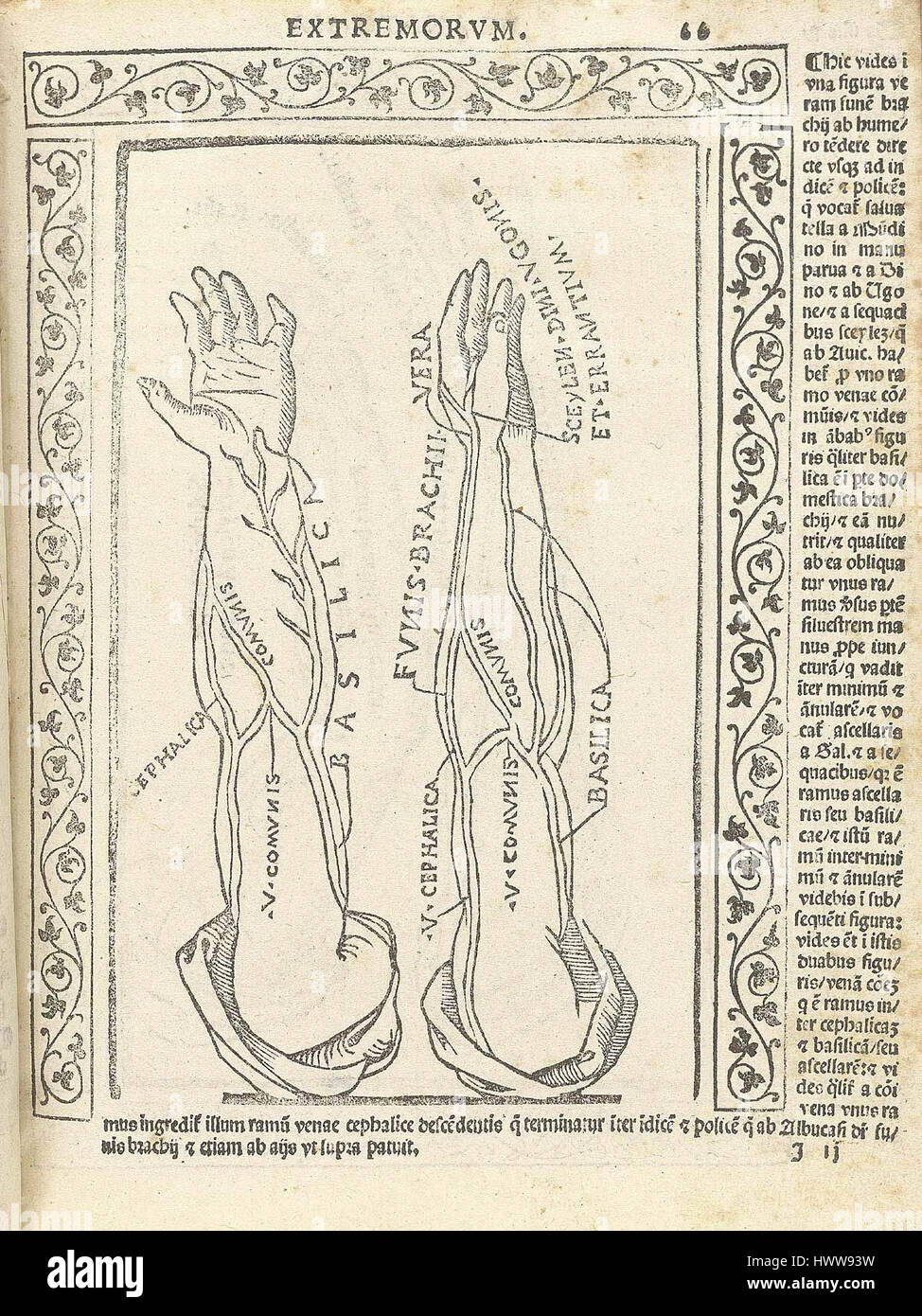 This page from 'Berengario' depicts an anatomical illustration ...