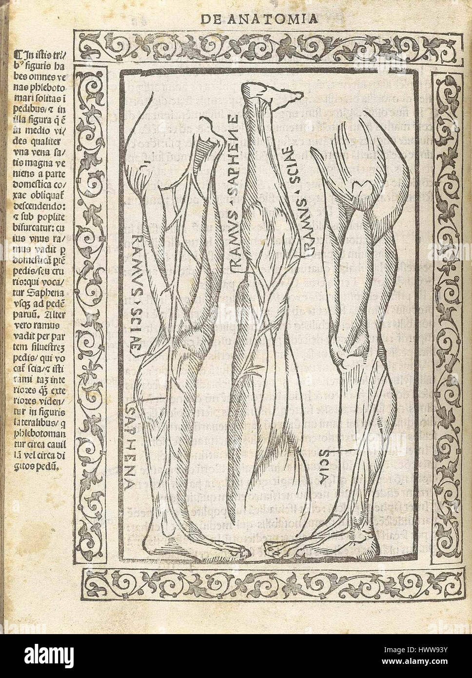 Folio p68v from *Berengario*’s manuscript features medical ...