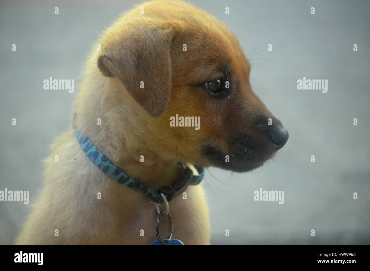 Aruba cunucu dog hi-res stock photography and images - Alamy