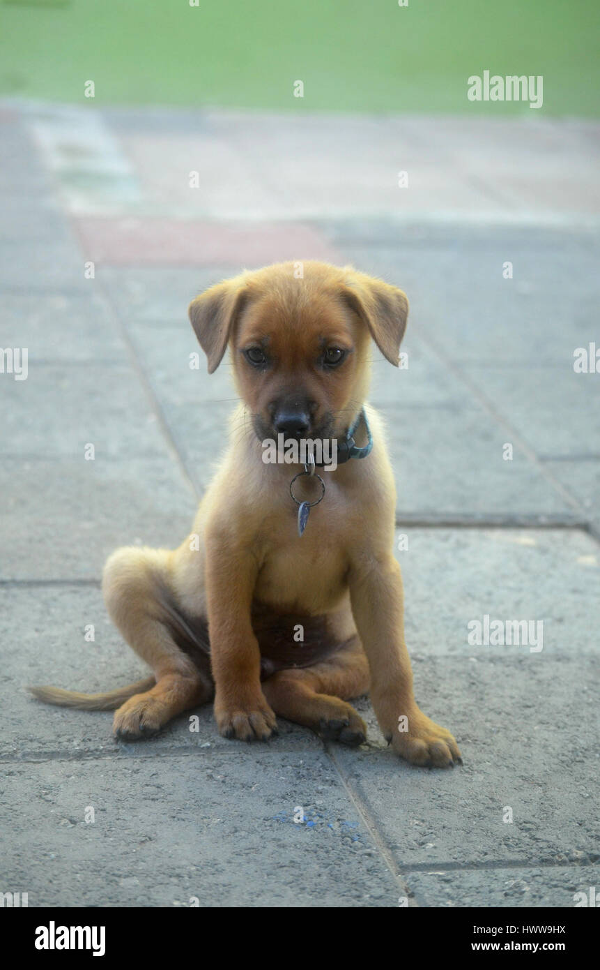 Sweet faced adorable cunucu puppy in Aruba Stock Photo - Alamy
