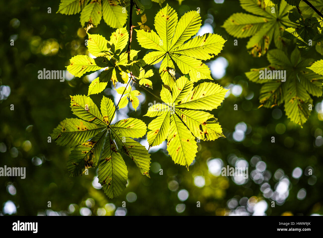 Leaves chestnut lighting Stock Photo - Alamy