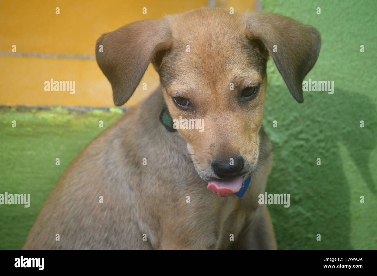 Aruba cunucu dog hi-res stock photography and images - Alamy