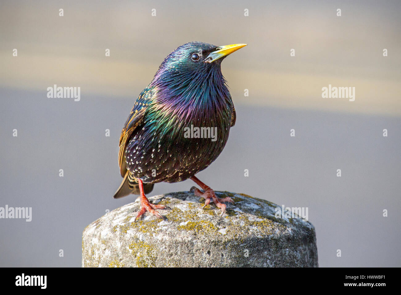 flock fly animal starling flight swarm bird dusk murmuration blackpool ...