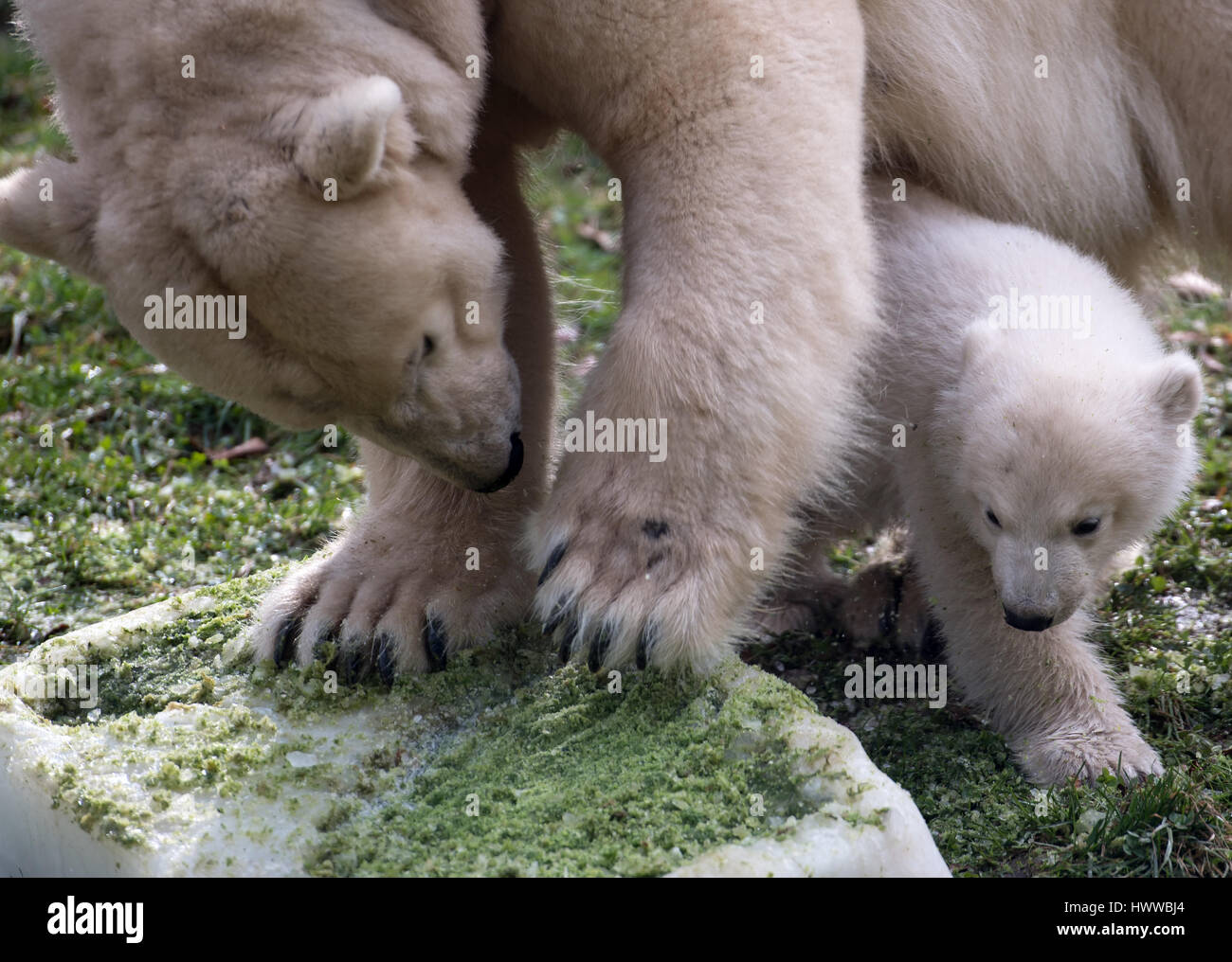 Munich, Bavaria, Germany. 23rd Mar, 2017. Female polar bear cub Quintana (R) and her mother ...