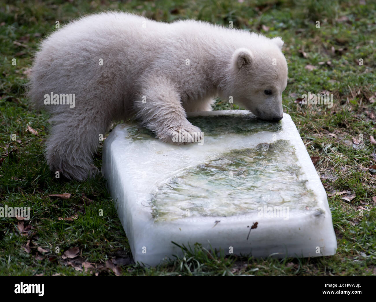 Munich, Bavaria, Germany. 23rd Mar, 2017. Female polar bear cub Quintana plays with an ice block ...