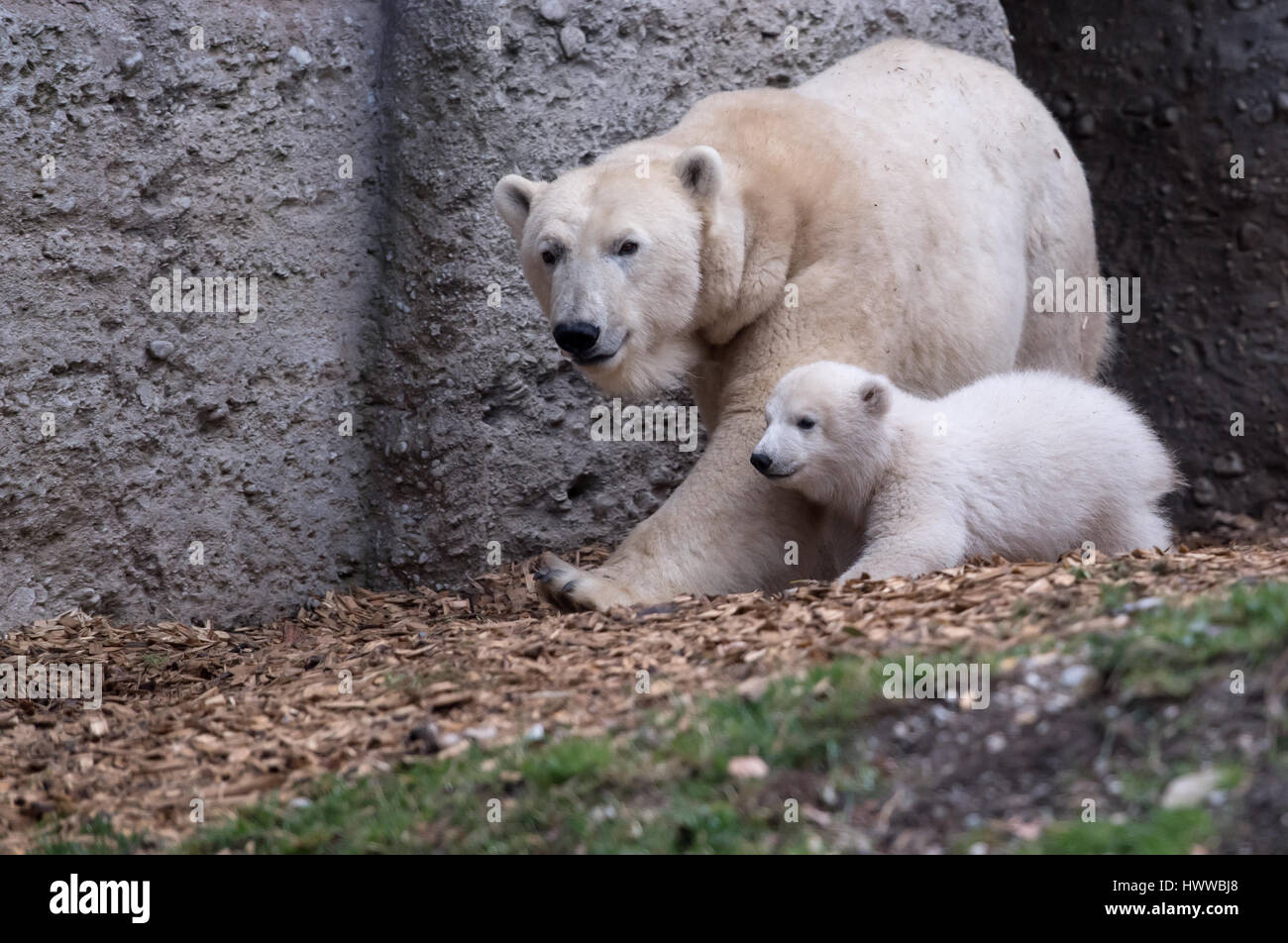 Munich, Bavaria, Germany. 23rd Mar, 2017. Female polar bear cub Quintana (R) and her mother ...