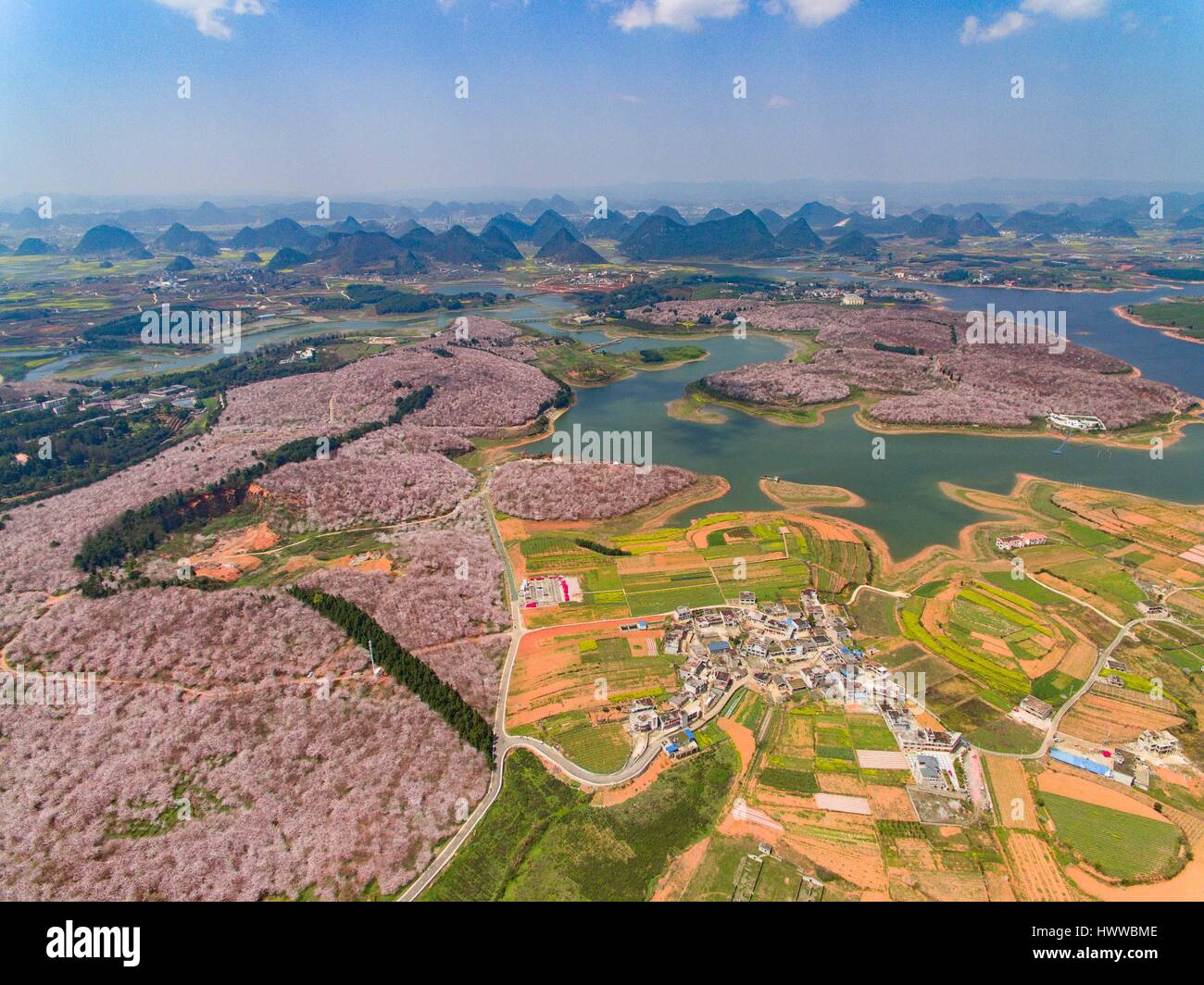 Cherry blossom anshun city hi-res stock photography and images - Alamy