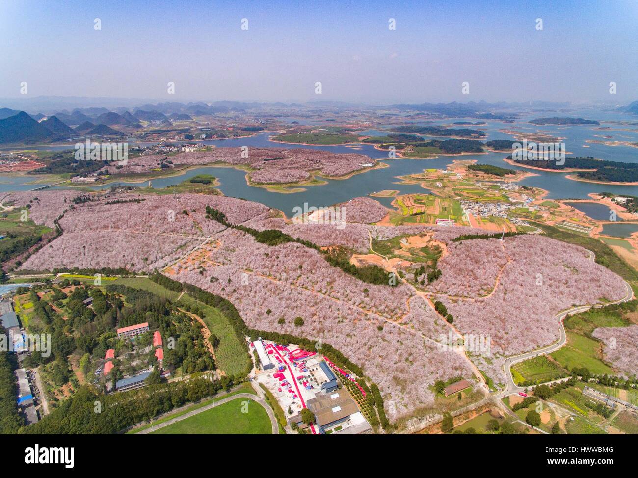 Cherry blossom anshun city hi-res stock photography and images - Alamy