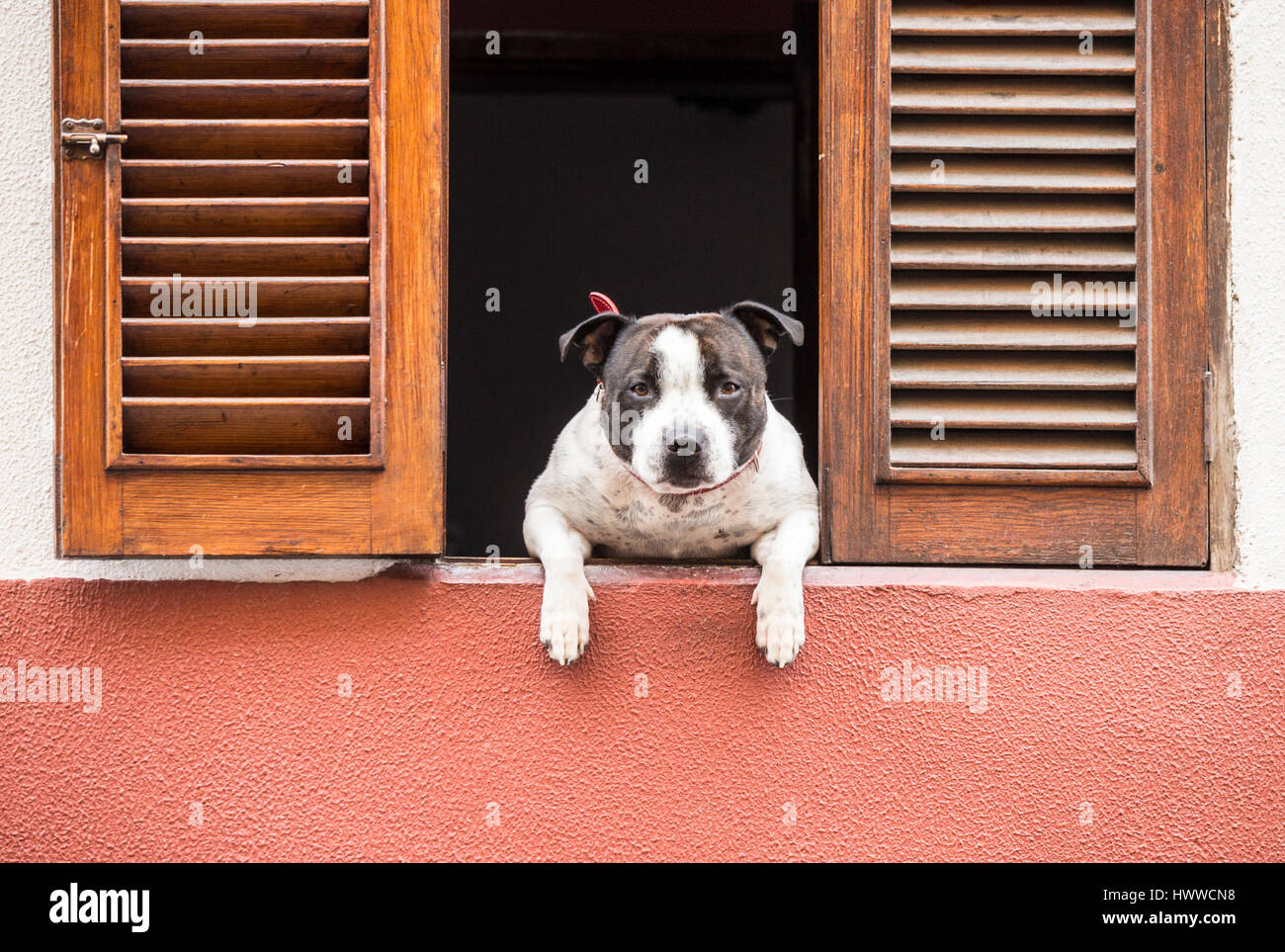 Dog looking out of shuttered window in Spain Stock Photo - Alamy