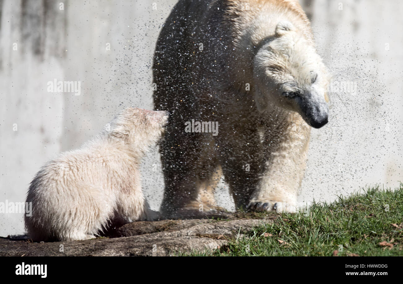 Munich, Bavaria, Germany. 23rd Mar, 2017. Female polar bear cub Quintana (L) and her mother ...