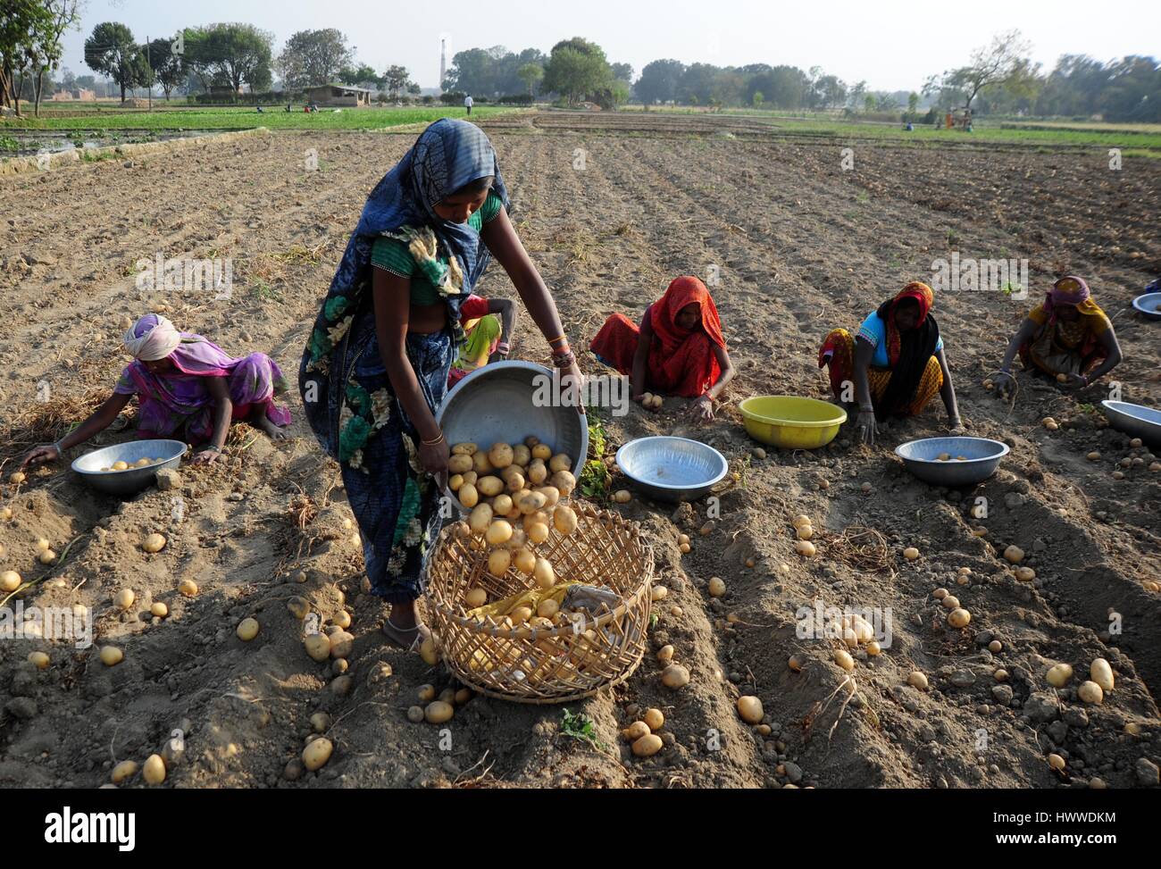 Allahabad, Uttar Pradesh, India. 23rd Mar, 2017. Farmers digging out ...