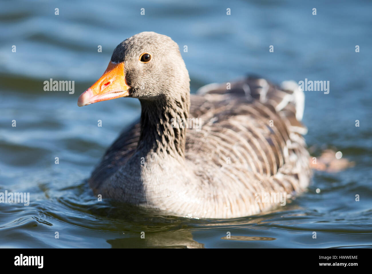 A Greylag Goose in a lake Stock Photo - Alamy