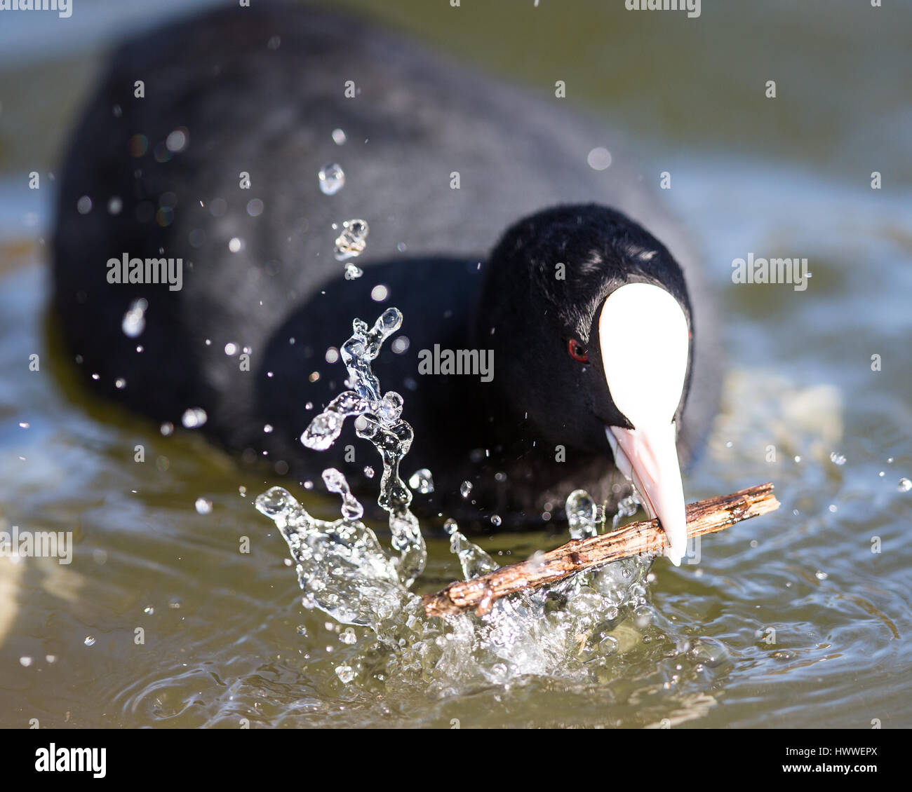 Waterbird hi-res stock photography and images - Alamy