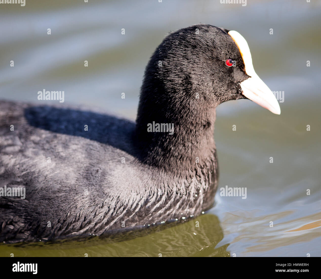 Waterbird hi-res stock photography and images - Alamy