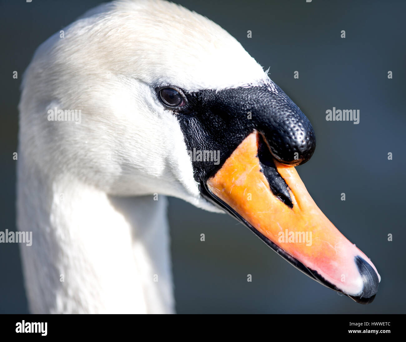 A closeup of a white English Swan Stock Photo - Alamy