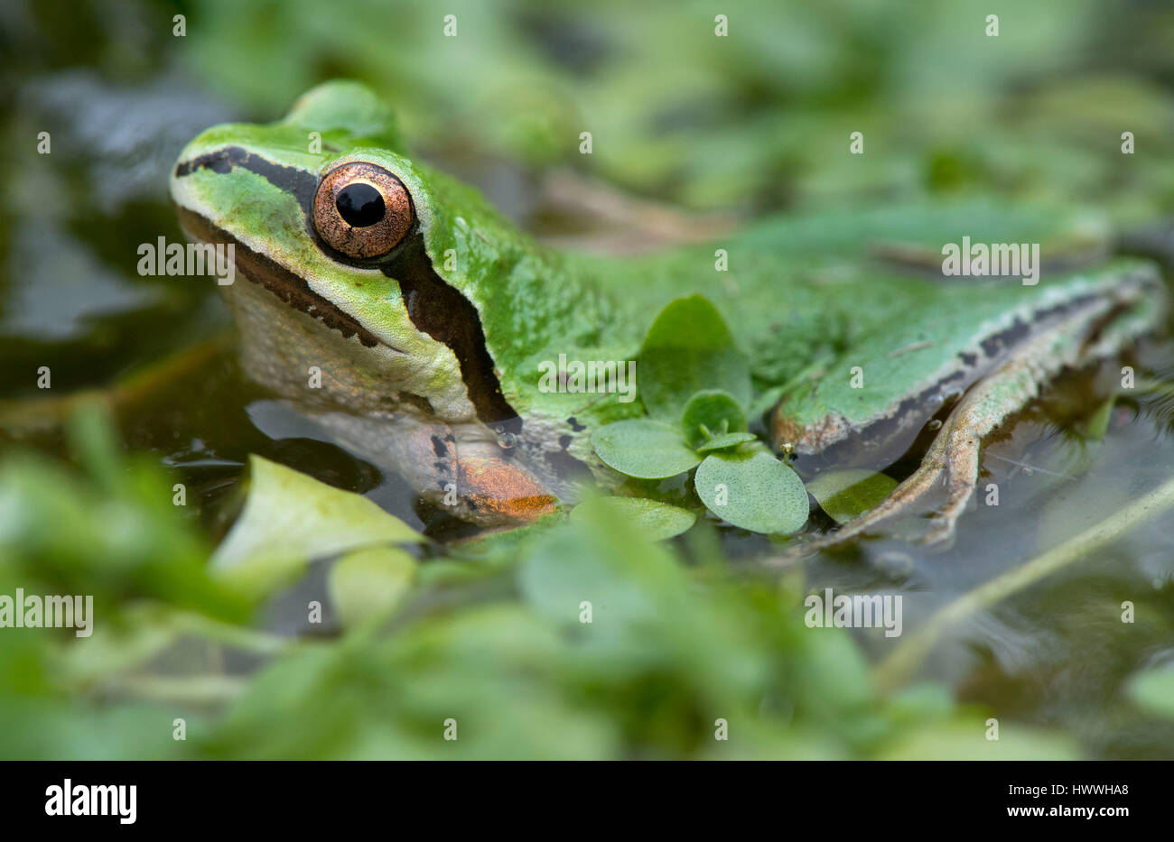 Elkton, Oregon, USA. 23rd Mar, 2017. A Pacific tree frog sits in a ...
