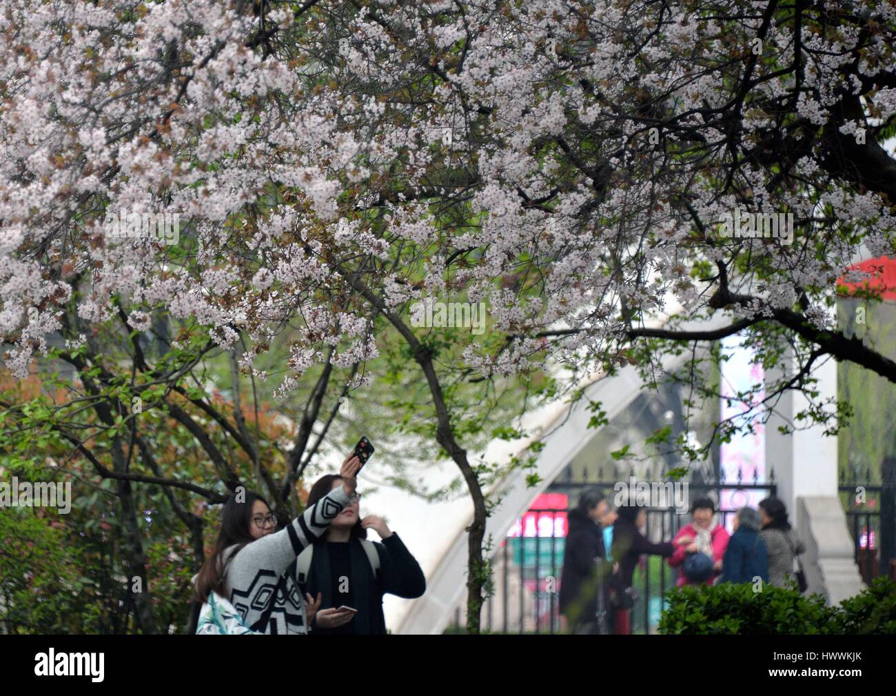 Jinan, China's Shandong Province. 24th Mar, 2017. Tourists view cherry ...