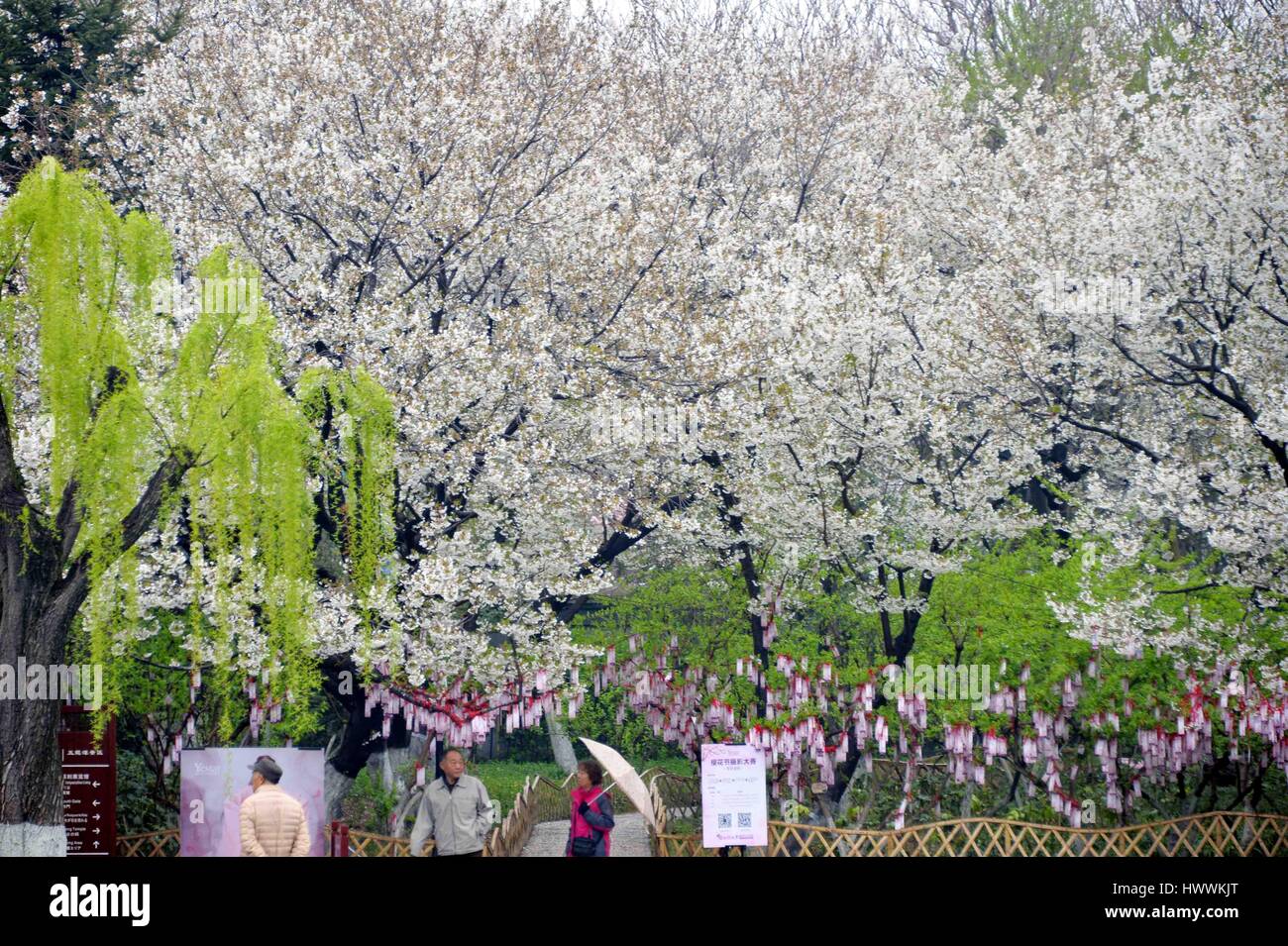 Jinan, China's Shandong Province. 24th Mar, 2017. Tourists walk under ...