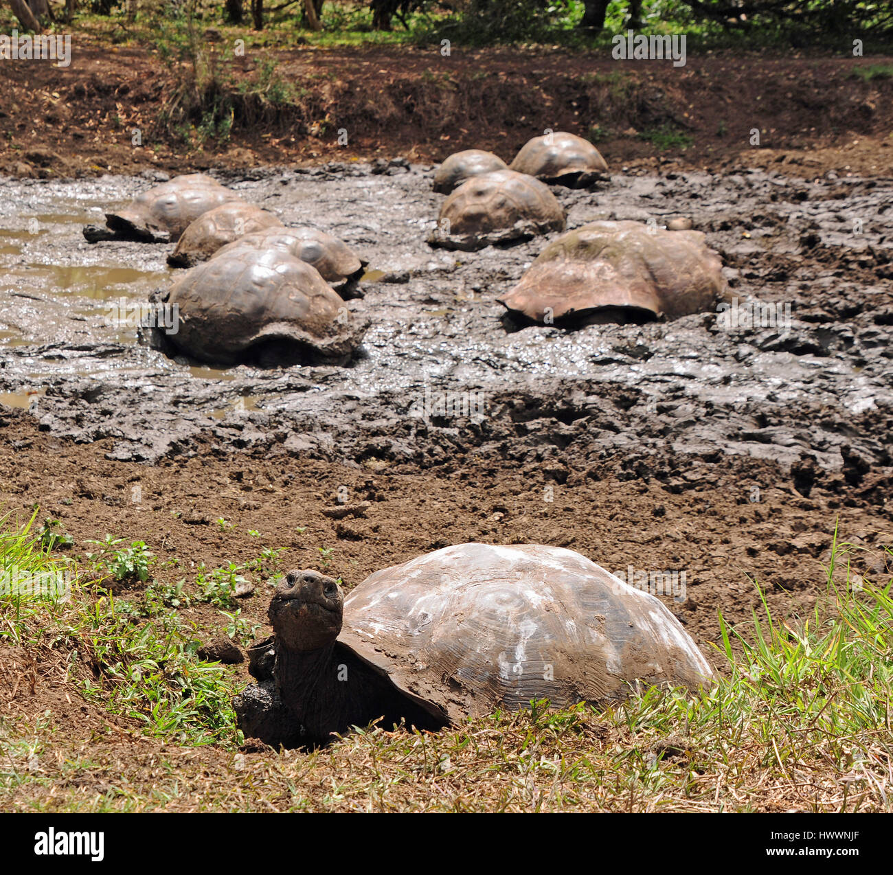 Santa Cruz, Ecuador. 20th Oct, 2016. Unique giant tortoises are part of ...