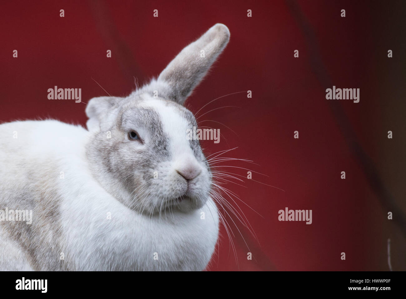 Folded ear rabbit hi-res stock photography and images - Alamy