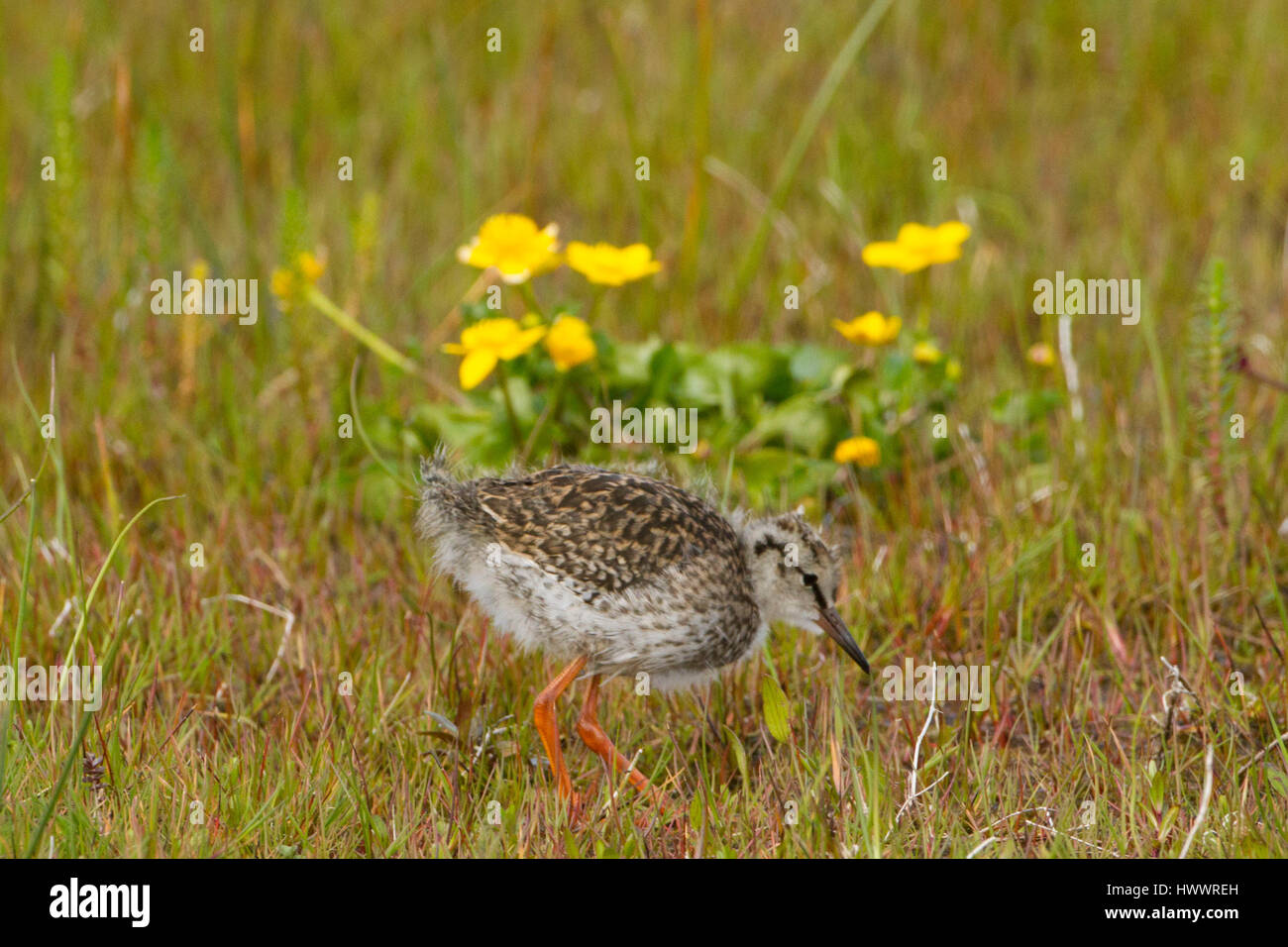 Young Redshank (Tringa totanus ) chick walking through Machir marsh ...