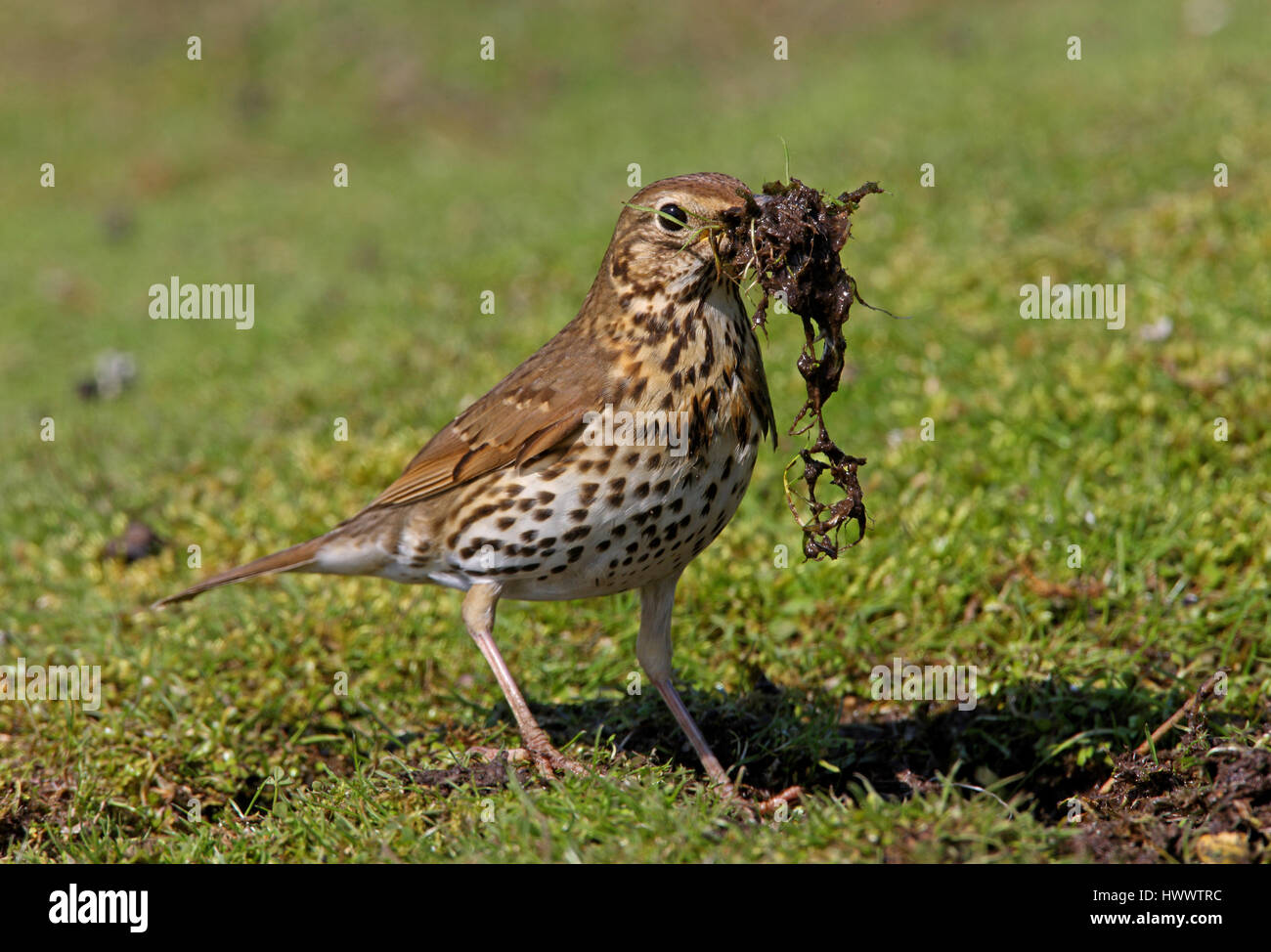 Thrushes england hi-res stock photography and images - Alamy