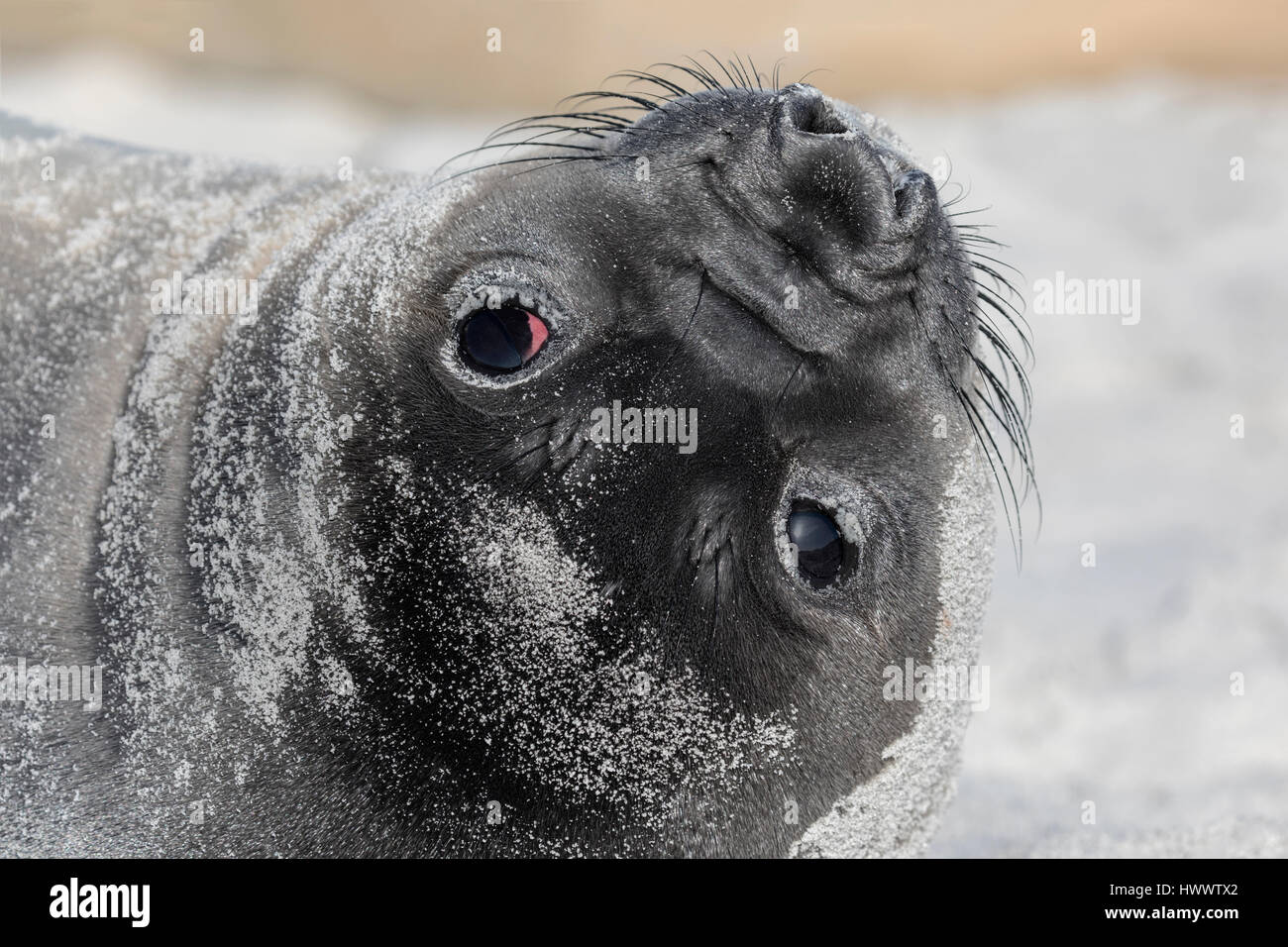 Nose southern seal hi-res stock photography and images - Alamy