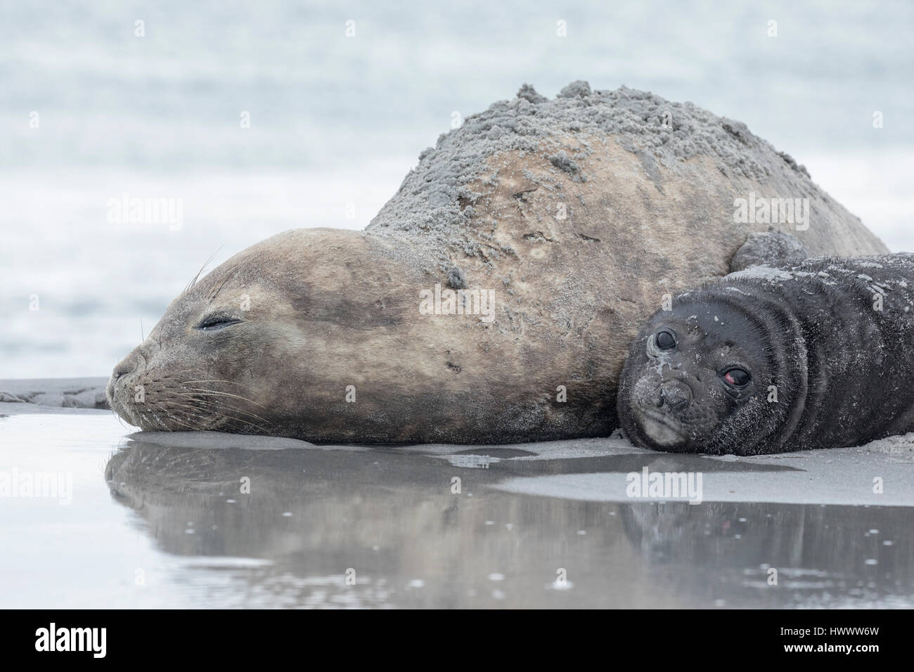 Southern Elephant Seal Stock Photo - Alamy