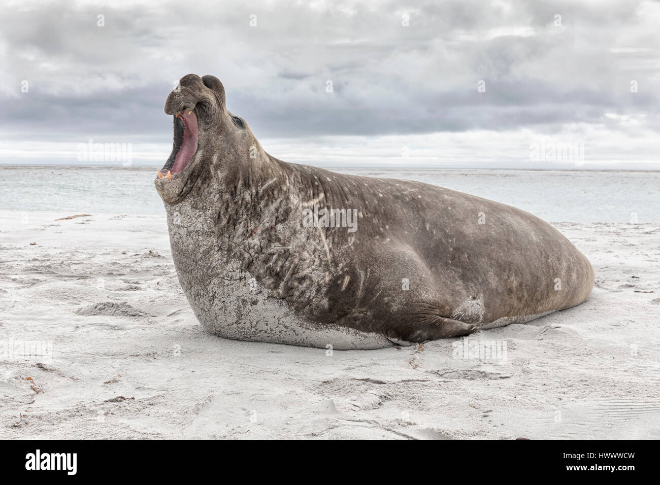 Southern Elephant Seal Stock Photo - Alamy