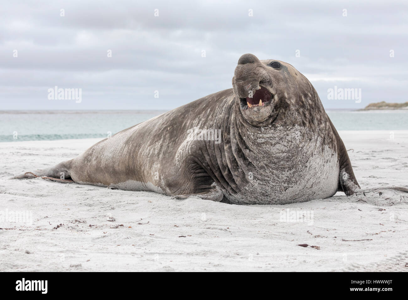 Southern Elephant Seal Stock Photo - Alamy