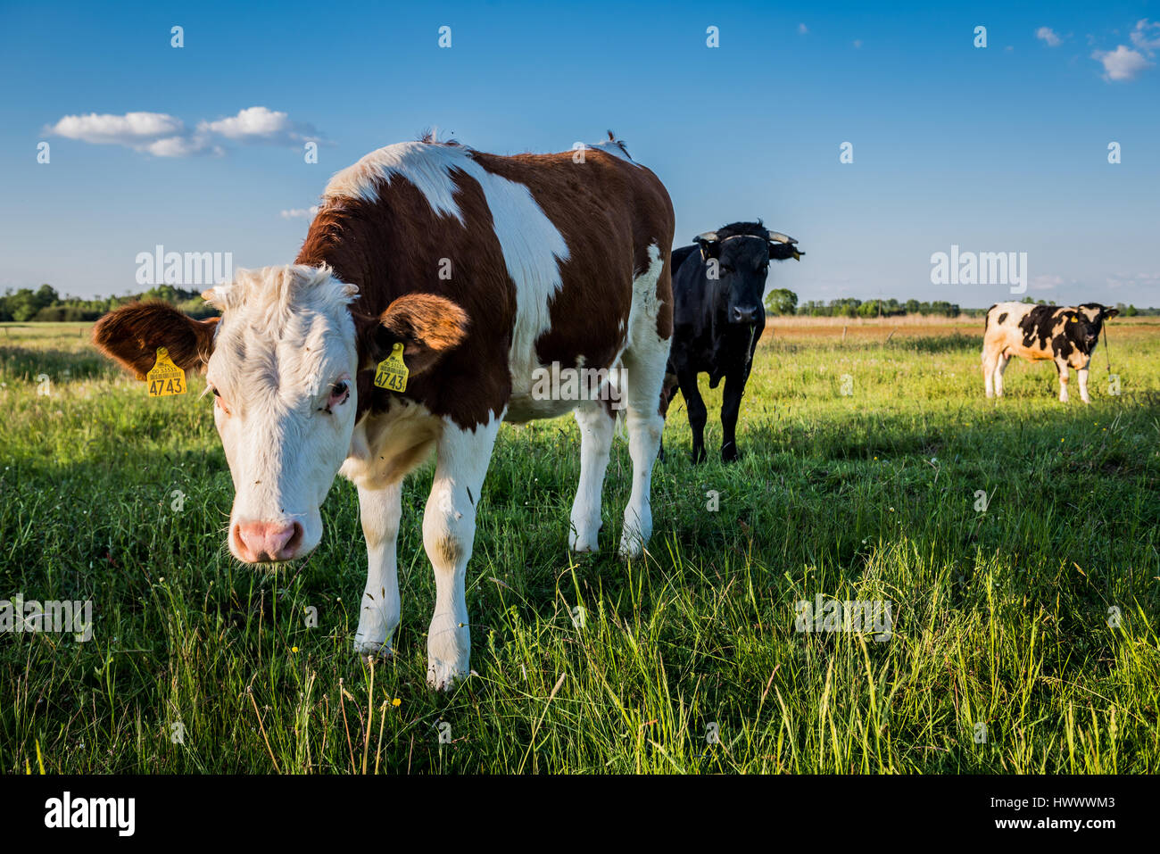 Cows on a meadow in a small village on Mazovia region in Poland Stock ...