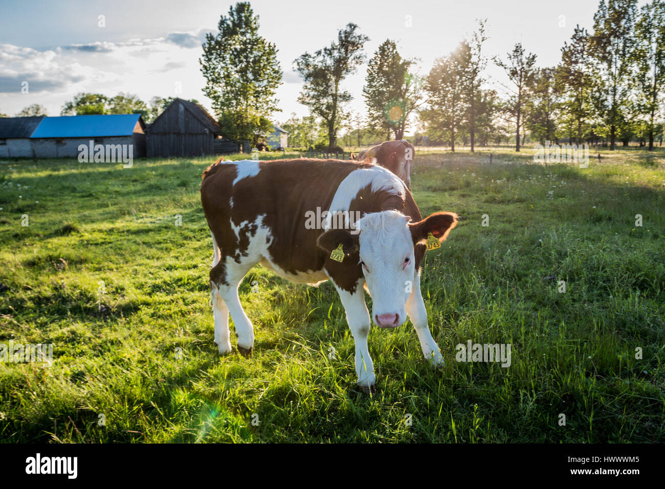 Cow on a meadow in a small village on Mazovia region in Poland Stock ...