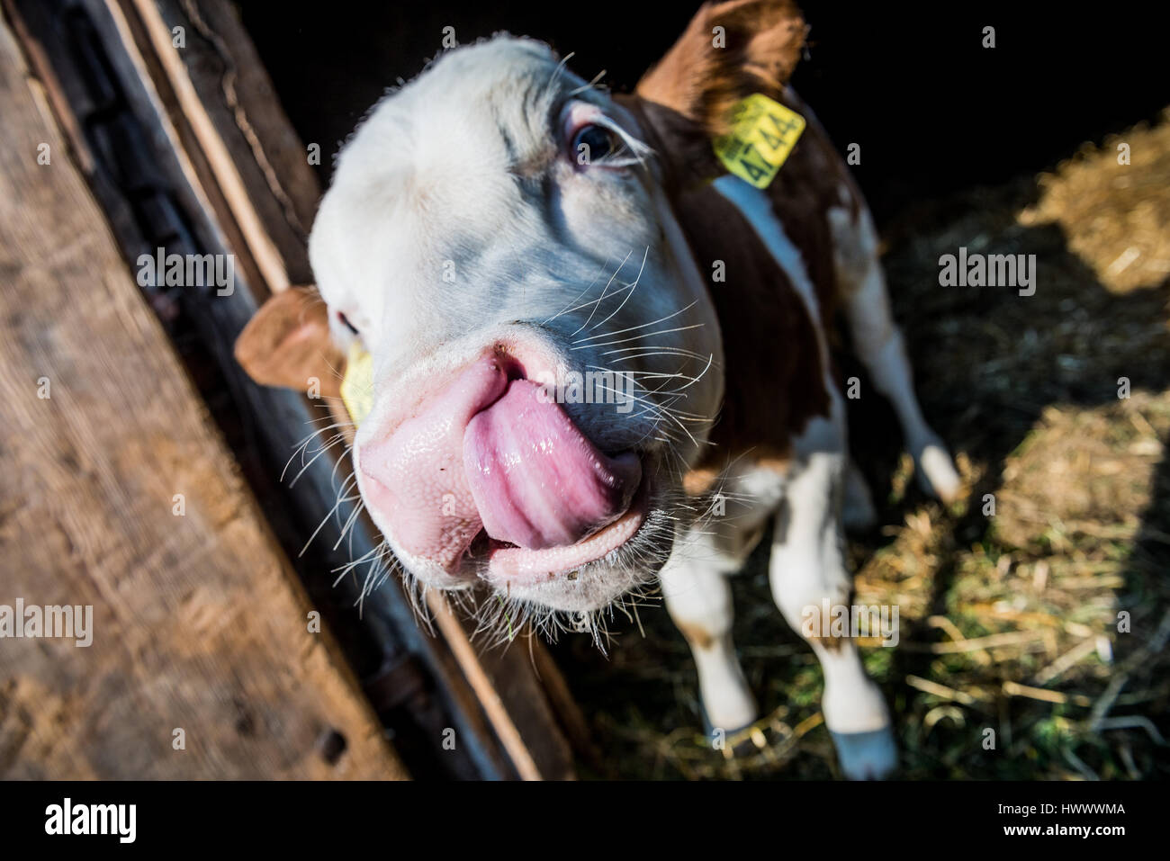 Portrait of a calf on a small farm in a village on Mazovia region in ...